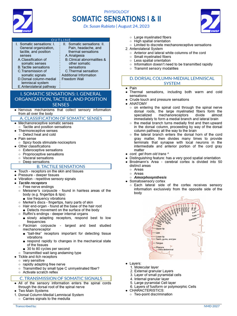 PHYSIO - P7 - Somatic Sensations | PDF | Somatosensory System | Senses