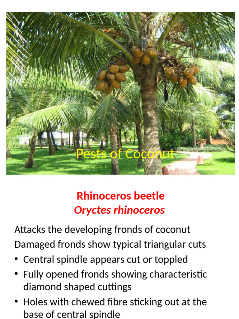 Pests of coconut | PDF | Insects | Insects And Humans