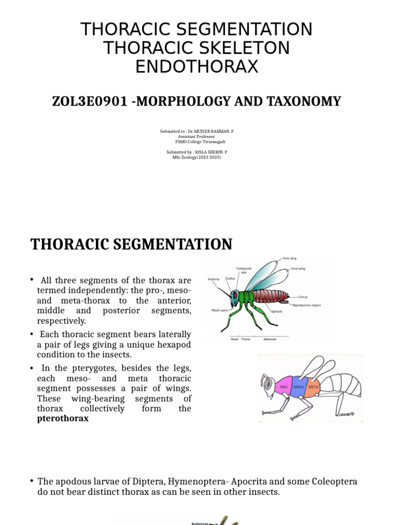 Thoracic segmentation of Insects | PDF | Thorax | Vertebral Column