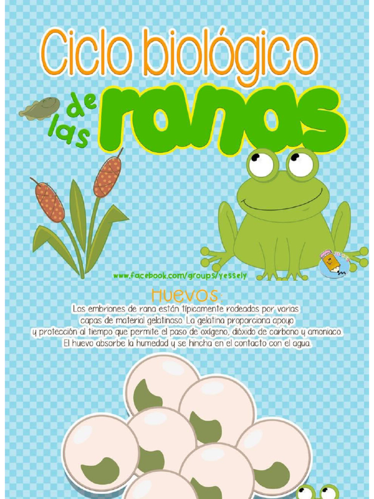 Ciclo Biológico de Las Ranas | PDF