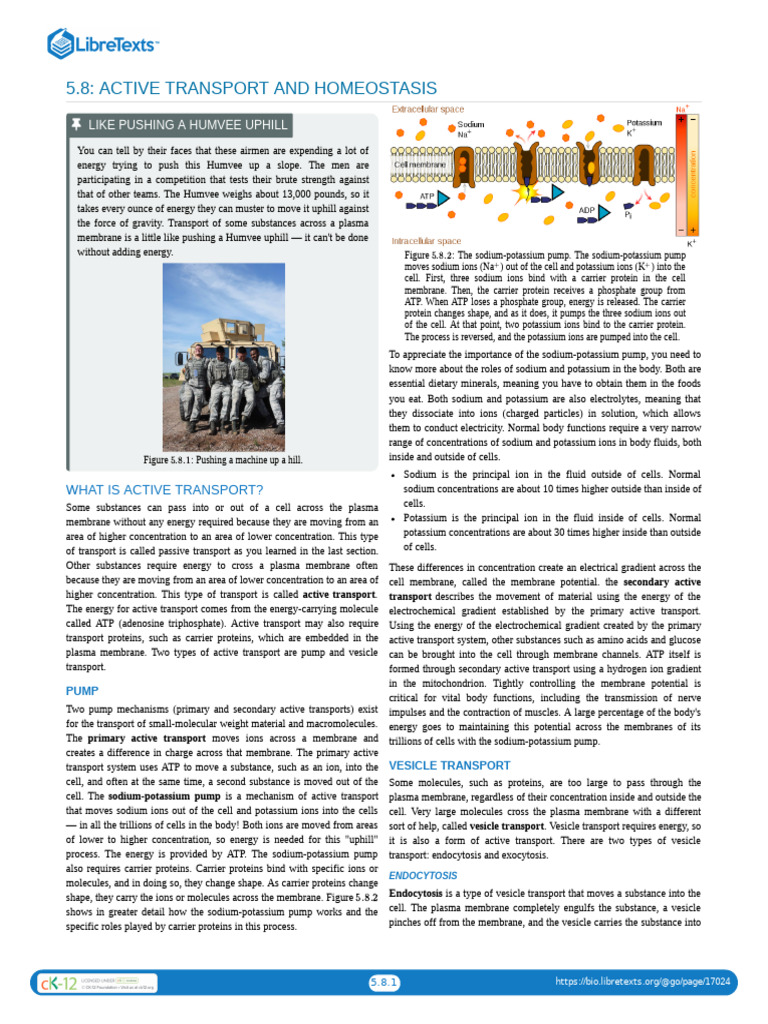 5.8! Active Transport and Homeostasis | PDF | Cell Membrane | Cell Biology