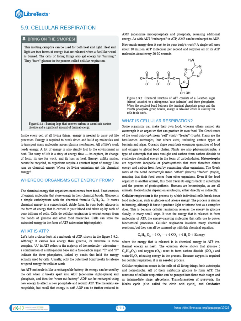 Understanding Cellular Respiration Process | PDF | Cellular Respiration ...