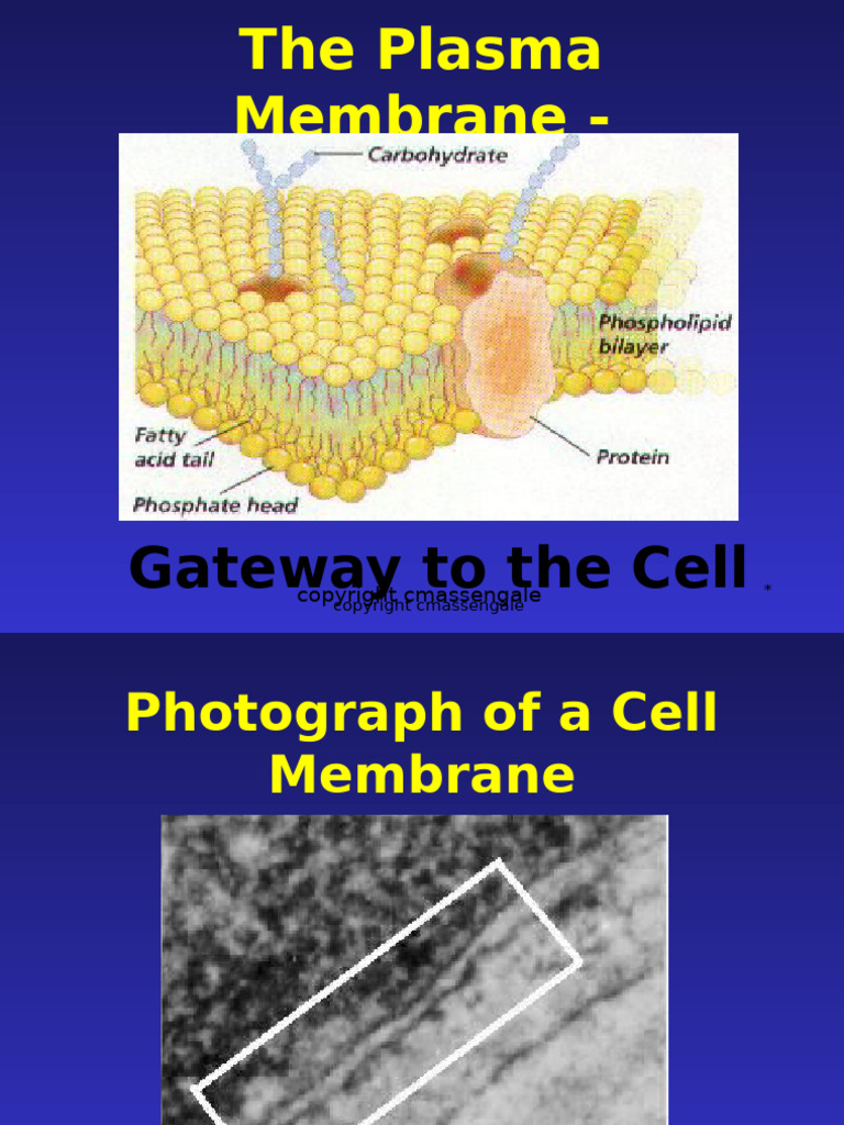 Copy of Plasma Membrane.ppt | PDF | Cell Membrane | Cell (Biology)