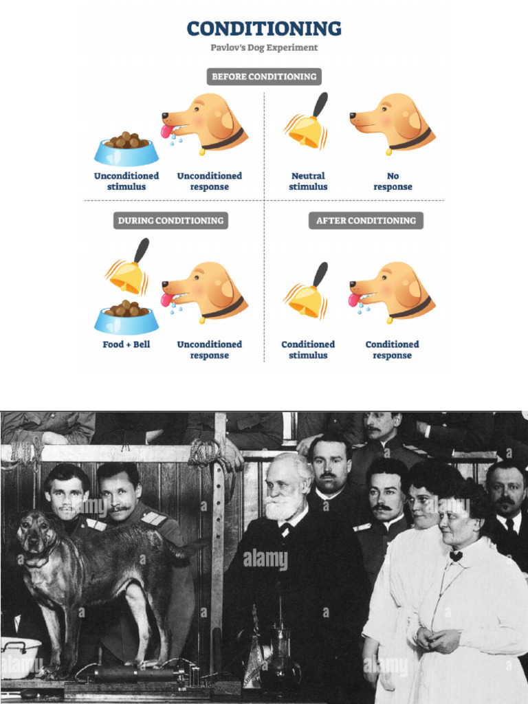 Pavlov's Experiment Images | PDF