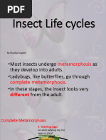 Lizard Life Cycle Stages Explained | PDF