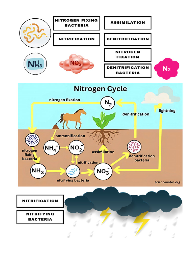 NITROGEN CYCLE | PDF