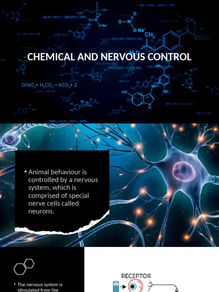 Chemical and Nervous Control | PDF | Senses | Stimulus (Physiology)