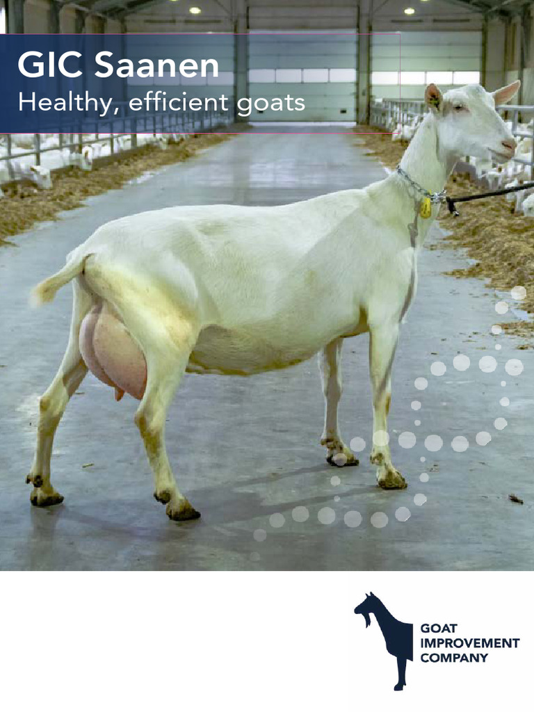 Brochure GIC Saanen Healthy Efficient Goats 1 Gecomprimeerd | PDF ...
