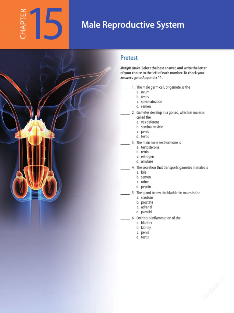 Male Reproductive System Guide Pdf Prostate Testicle
