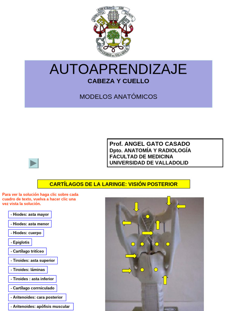 Autoaprendizaje Modelos Anatã Micos | PDF | Laringe | Cabeza y cuello humanos