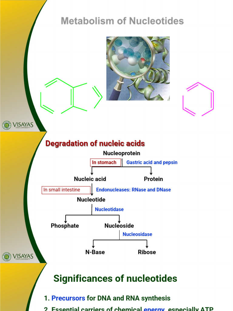 VSU-2020-PPT Nucleic Acid Metabolism 2 | PDF | Nucleotides | Biosynthesis