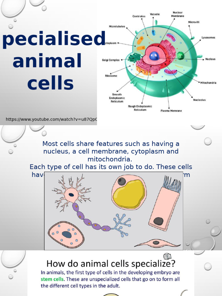 Specialised Animal Cells 2 | PDF