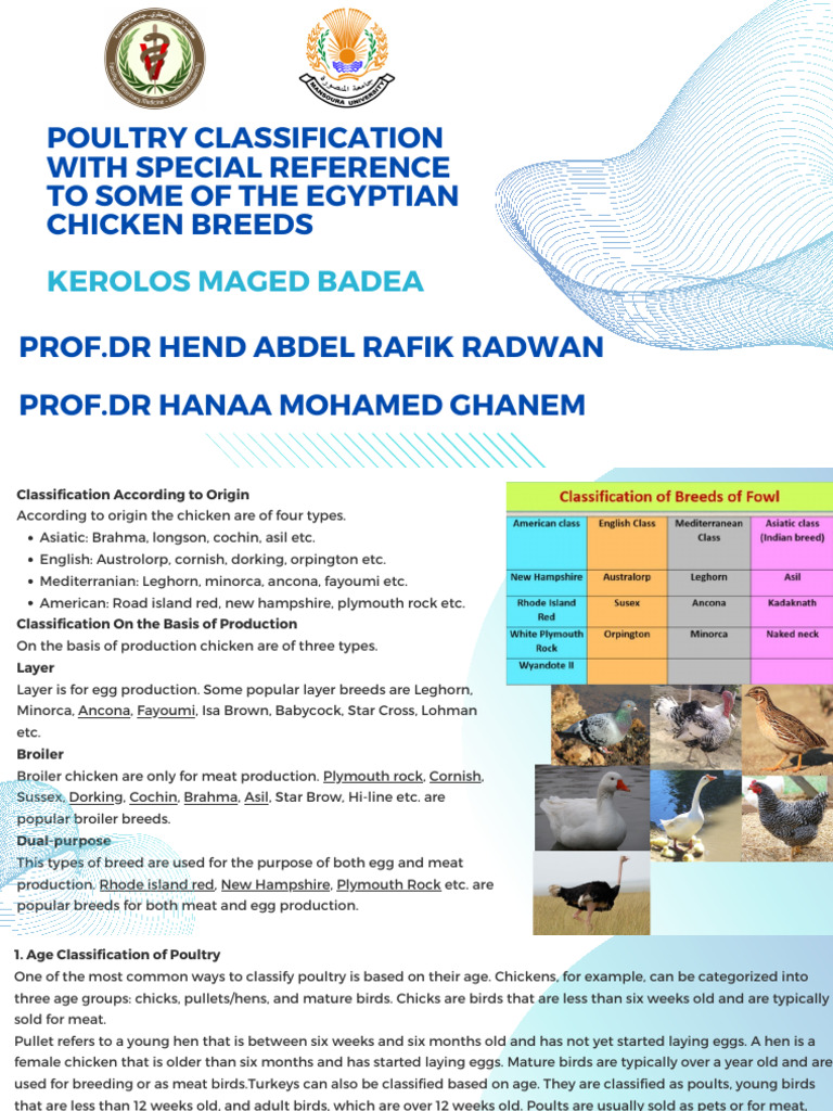 Poultry classification | PDF | Chicken | Poultry