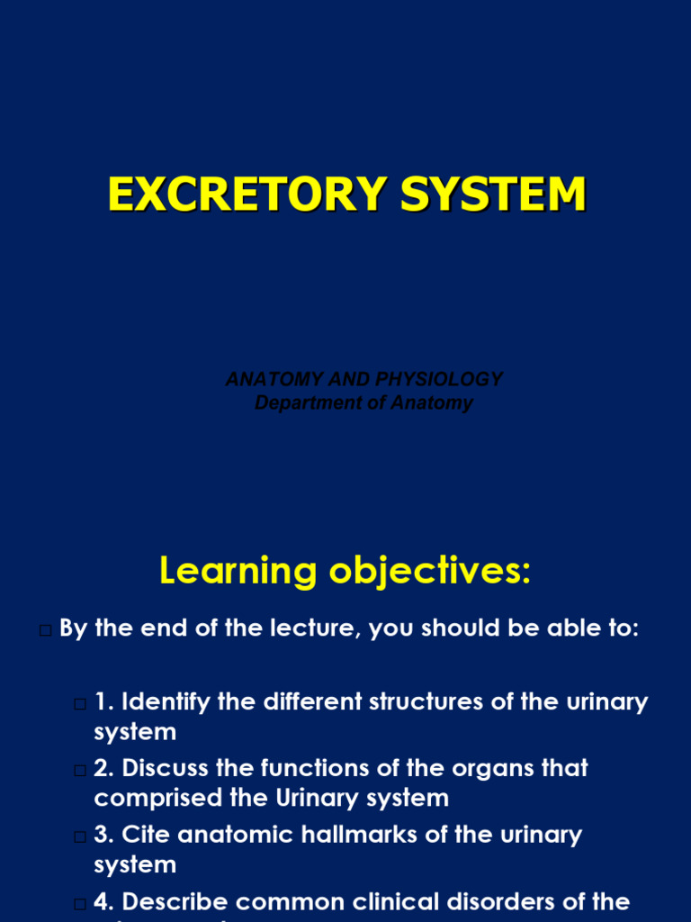 Urinary System Anatomy and Functions | PDF | Kidney | Organ (Anatomy)