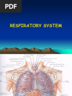 Anatomy of the Respiratory System Lab | PDF | Respiratory Tract | Lung