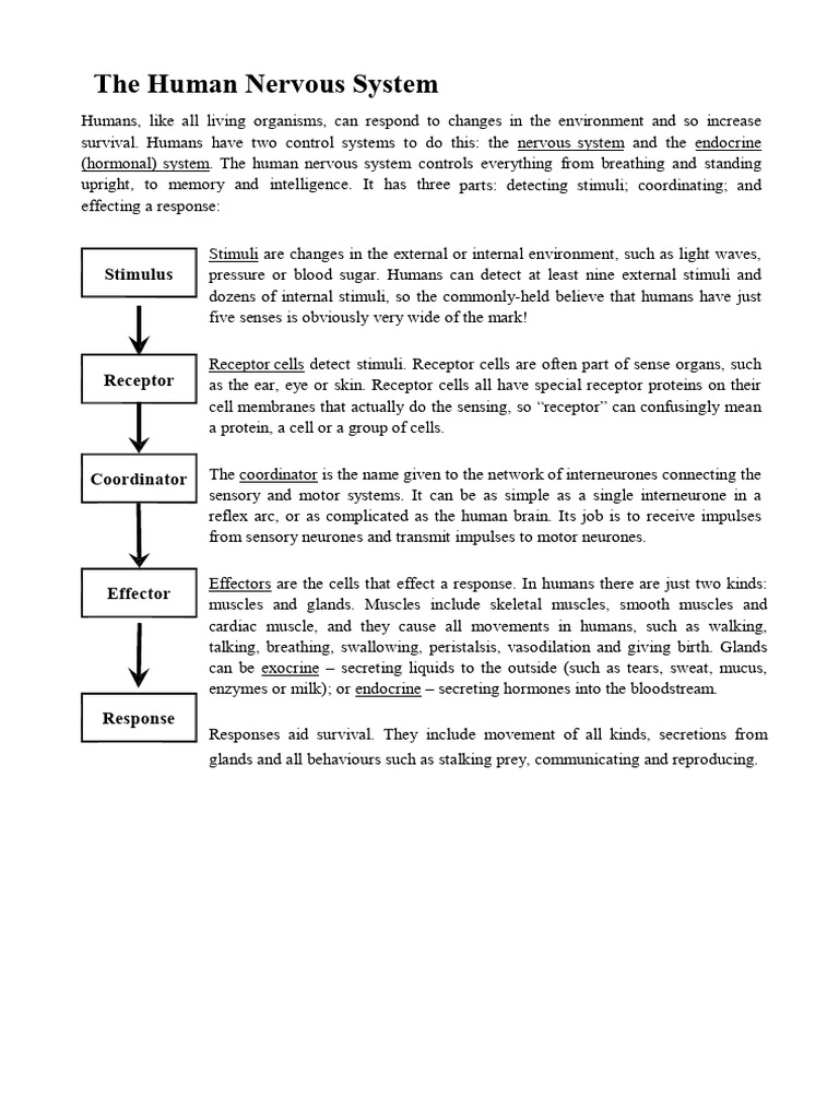 The Human Nervous System KIU 2024 1 | PDF | Chemical Synapse | Action Potential