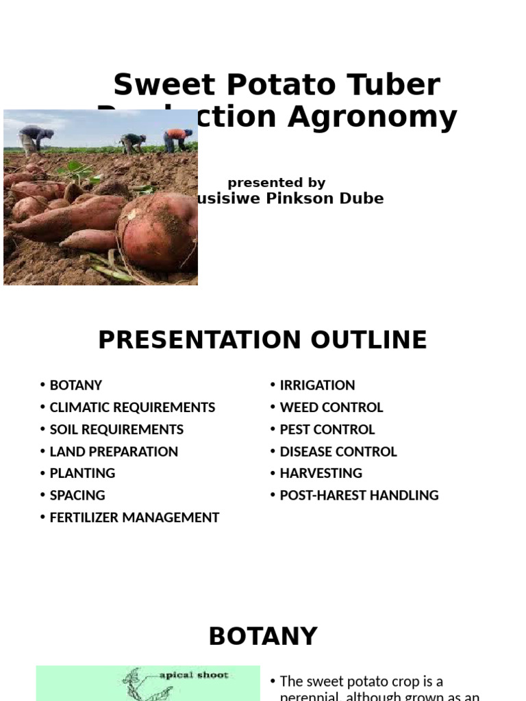 Sweet Potato Production Agronomy Guide | PDF | Potato | Soil