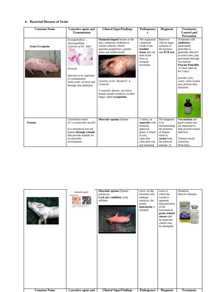 Bacterial Diseases of Swine 1 Hapiot Na | PDF | Infection | Virus