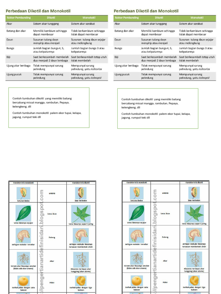 Contoh Tumbuhan Dikotil | PDF