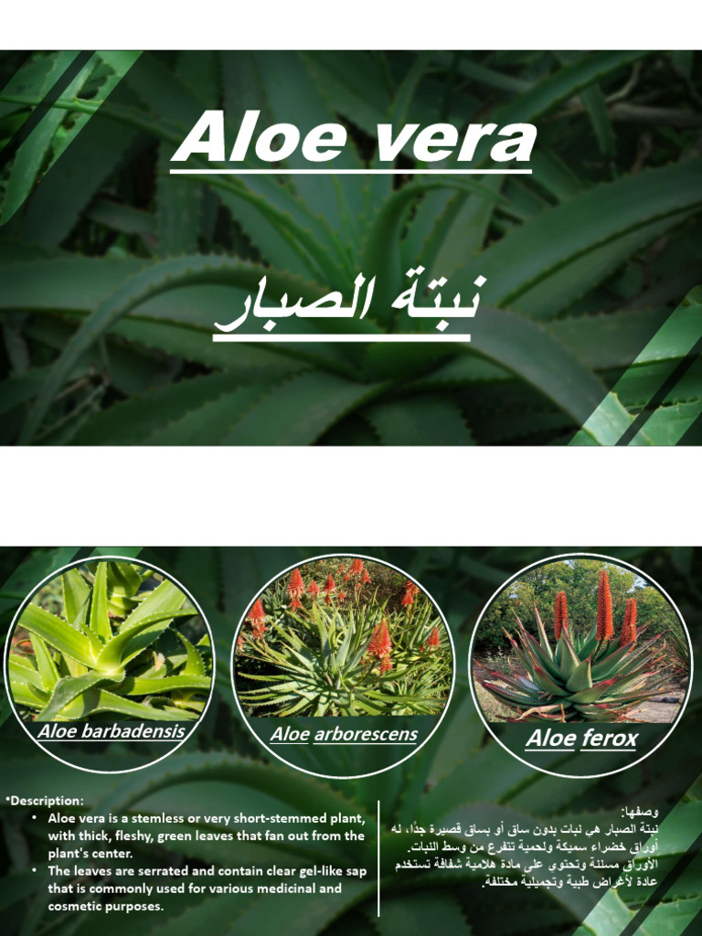 aloe vera | PDF