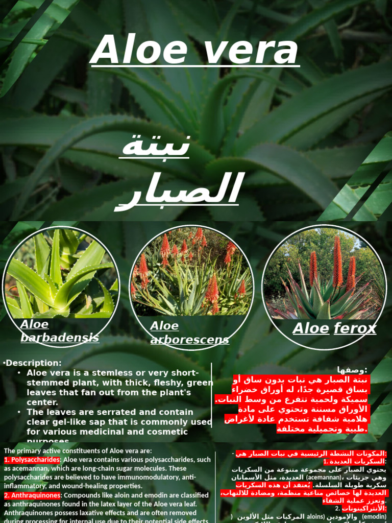 Aloe Vera | PDF
