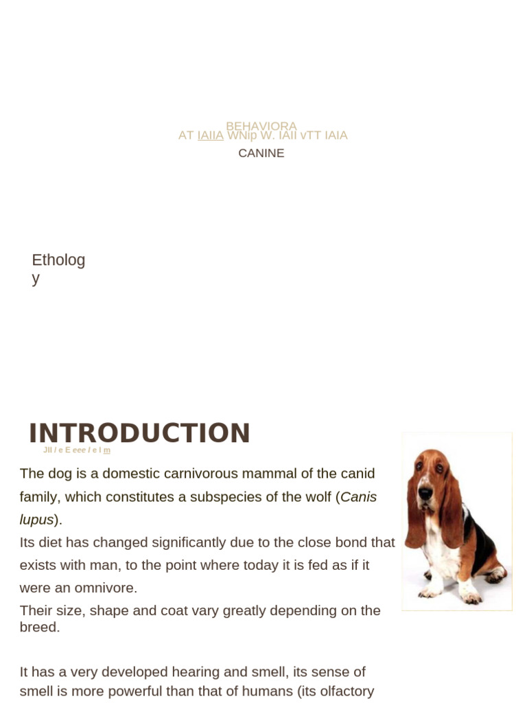 Understanding Canine Behavior and Evolution | PDF | Dogs | Zoology