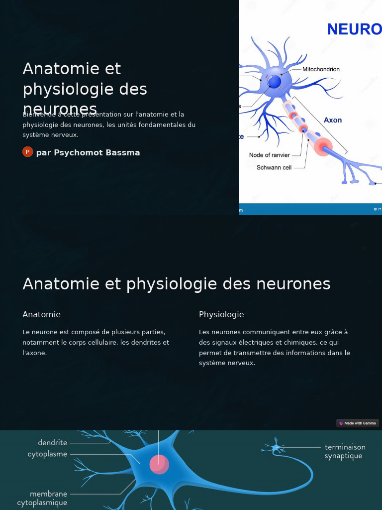 Anatomie et physiologie des neurones | PDF | Neurone | Système nerveux