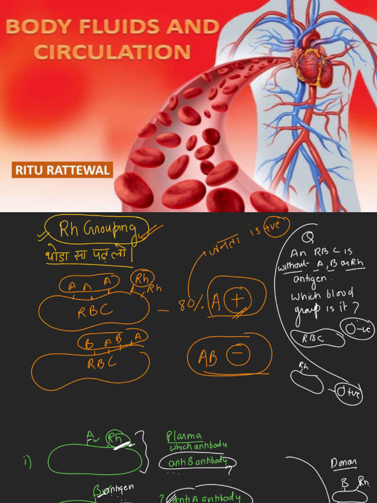 Body Fluids and Circulation - L-03 (Class Notes) - RH Grouping | PDF