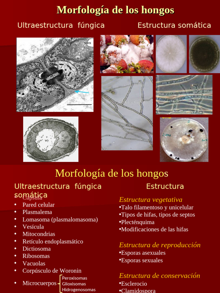 Morfología y Estructura de Hongos | PDF | Mitosis | Reproducción sexual