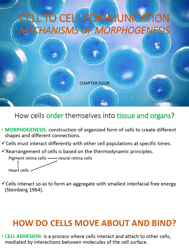 CELL TO CELL COMMUNICATION Notes | PDF | Cell Adhesion | Cell Signaling