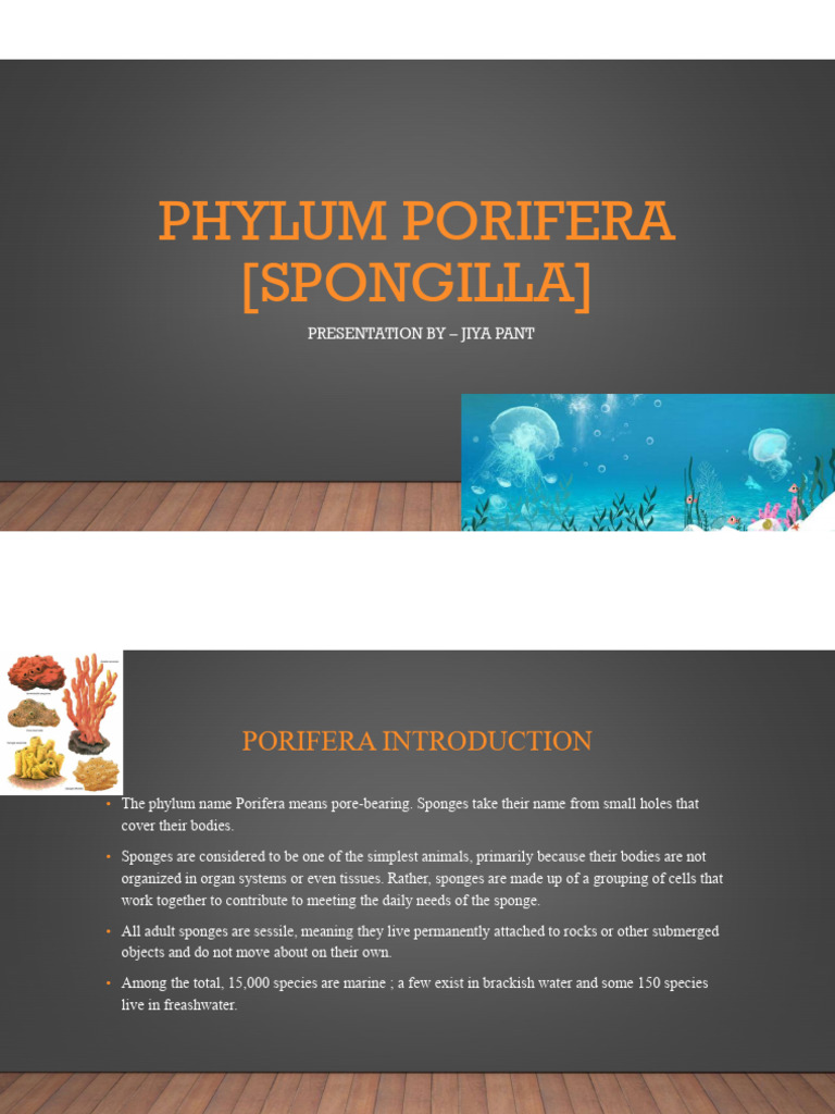 Overview of Phylum Porifera: Sponges | PDF | Sponge | Skeleton