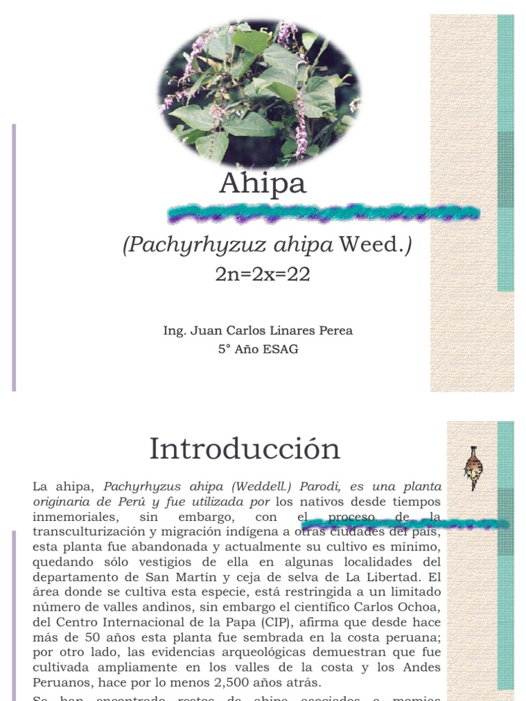 Ahipa (Pachyrhizuz Ahipa) | PDF | Hogar, jardinería y bricolaje ...