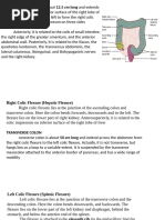 Sigmoid Colon Length and Anatomy | PDF | Large Intestine | Rectum