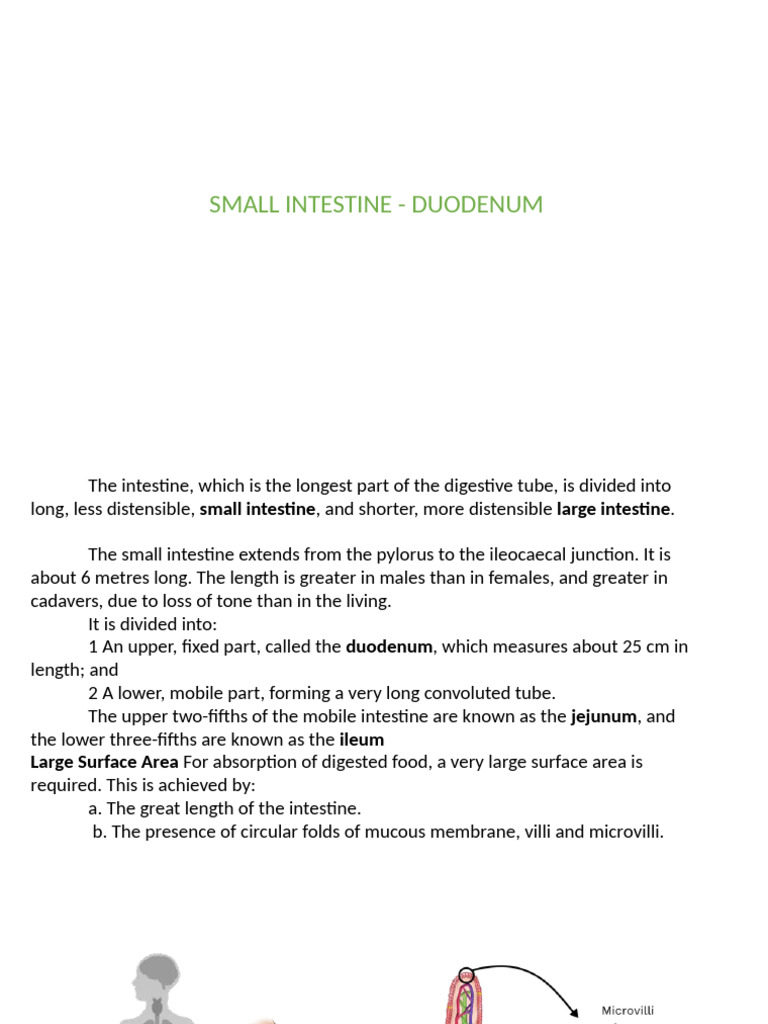 Anatomy of the Duodenum | PDF | Small Intestine | Gastrointestinal Tract
