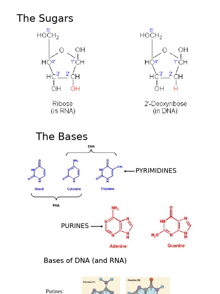 4th Sanger Sequencing | PDF | Nucleotides | Dna