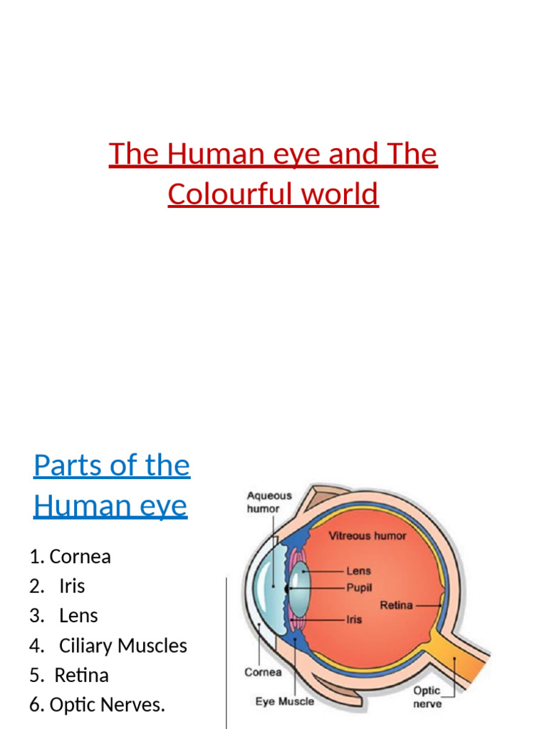Human Eye Structure and Functions | PDF | Eye | Rainbow
