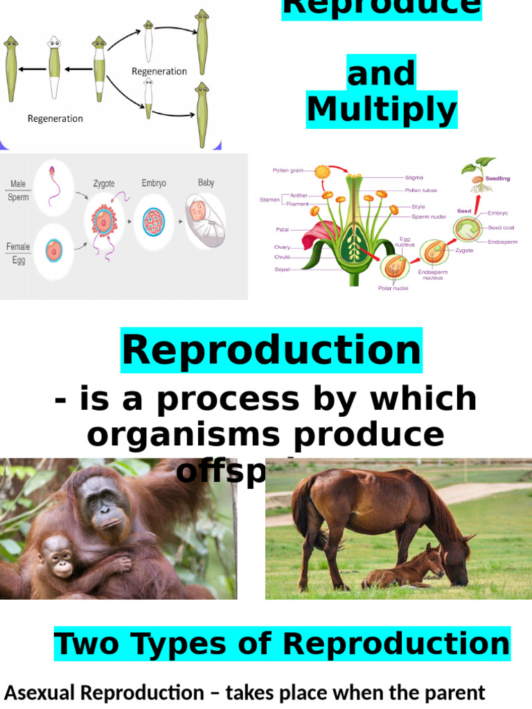 Ppt Plant Reproduction | PDF | Plant Reproduction | Reproduction