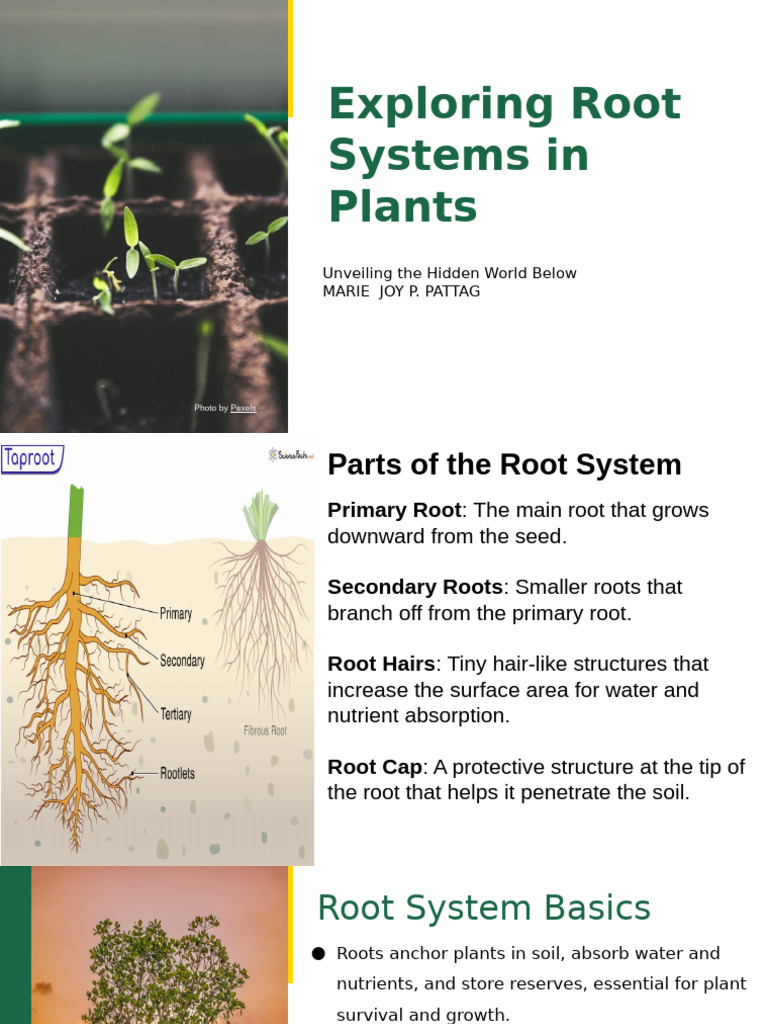 Plant Root Systems Explained | PDF | Root | Nutrients