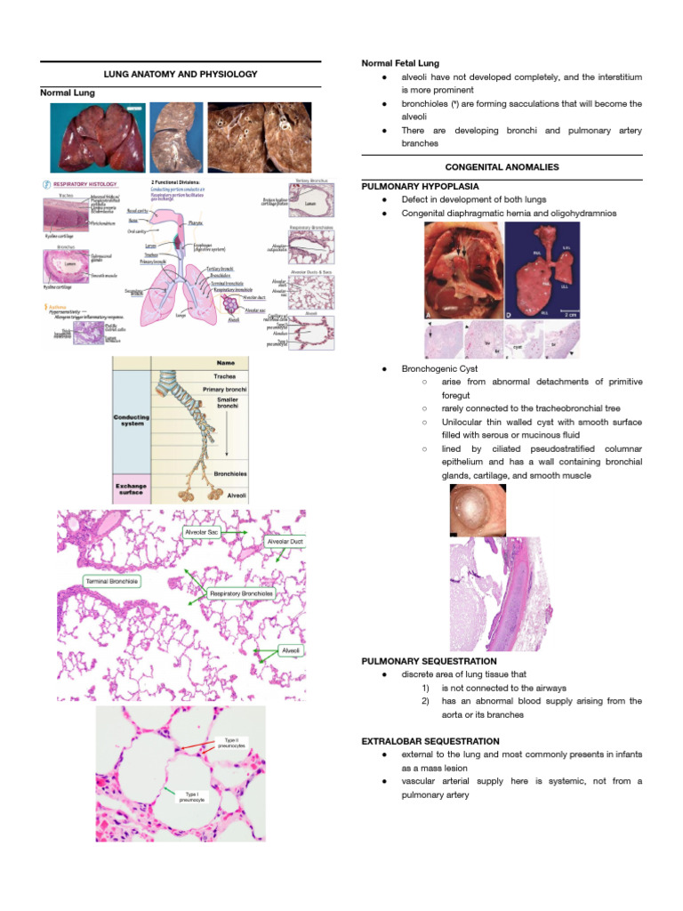 Genpath Lungs | PDF | Lung | Chronic Obstructive Pulmonary Disease