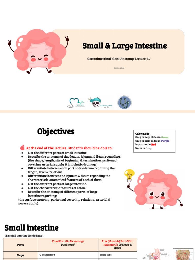 Lecture 6 7 Intestine Pdf Large Intestine Small Intestine