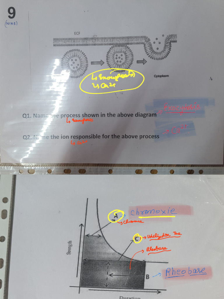 Physiology Practical Spots 1 | PDF