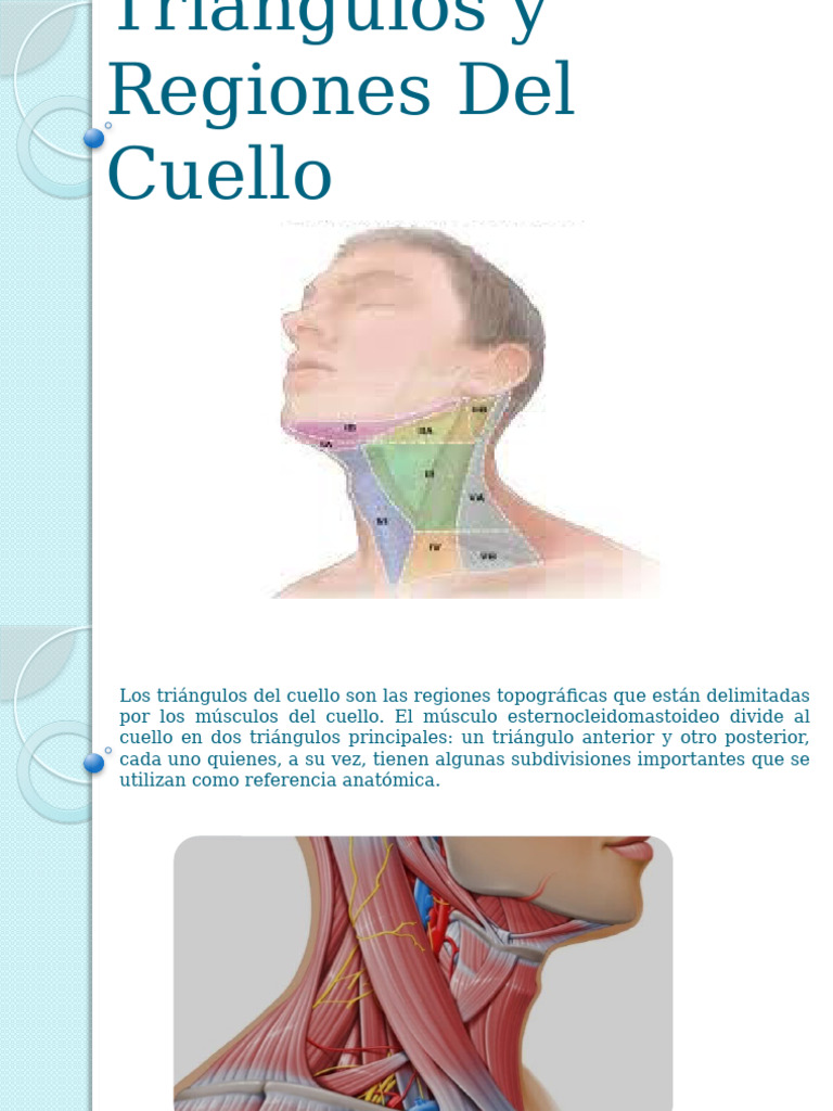 Triángulos Del Cuello | PDF | Sistema musculoesquelético | Cabeza y cuello humanos