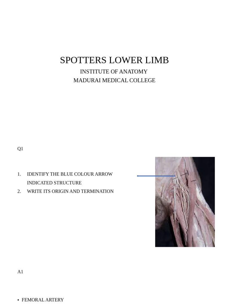 SPOTTERS lower limb important spotters | PDF | Knee | Foot