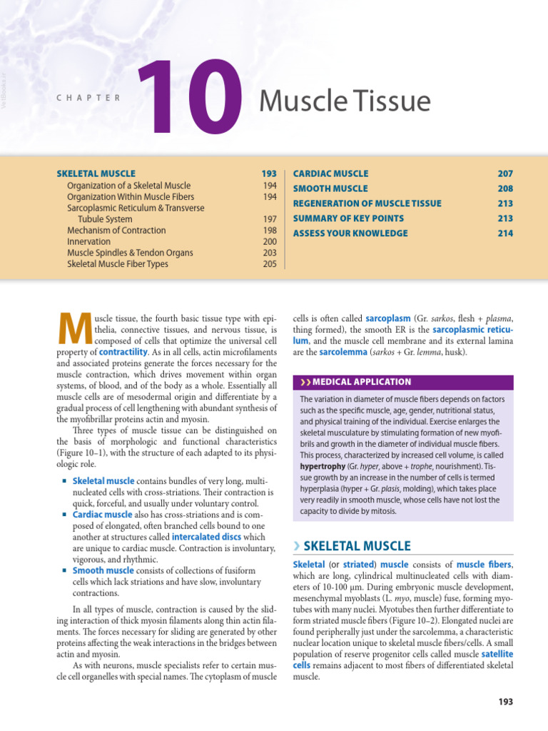 Note 16-12-2024 | PDF | Muscle Contraction | Skeletal Muscle