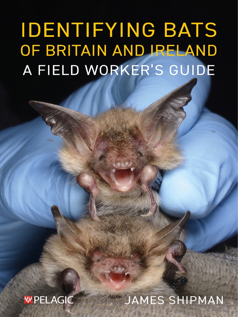 Identifying Bats of Britain and Ireland - Contents and Sample Chapter ...
