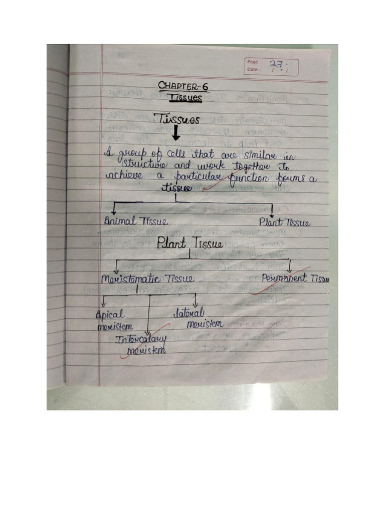 Class 9th Tissue Chapter Notes | PDF