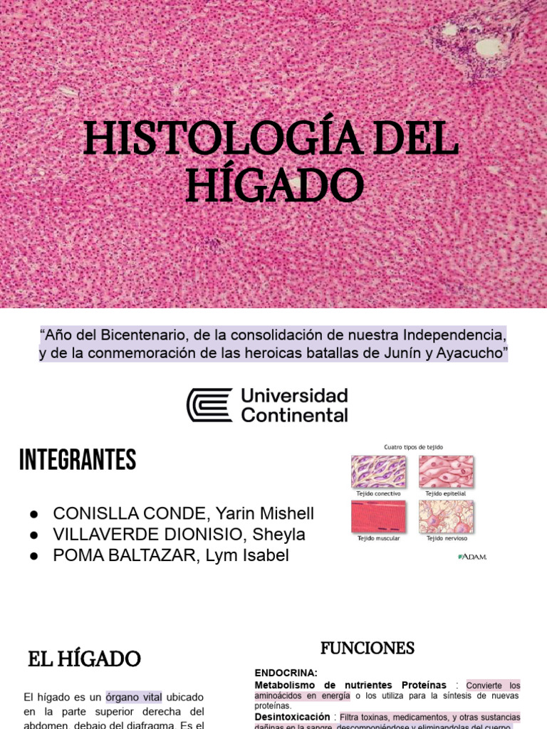 HISTOLOGIA HIGADO nuev000000 | PDF | Hígado | Hepatocito