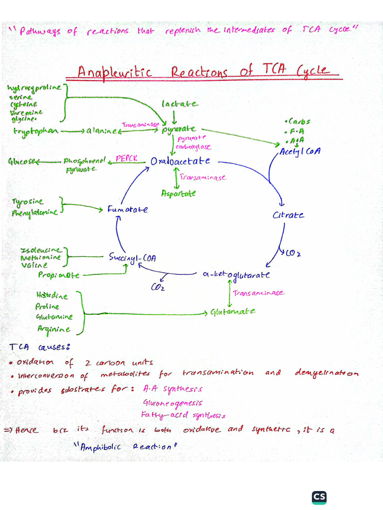 Anapleuritic Reactions of TCA | PDF