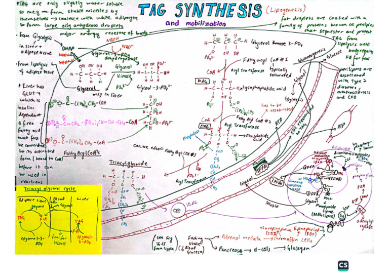 TAG Synthesis | PDF