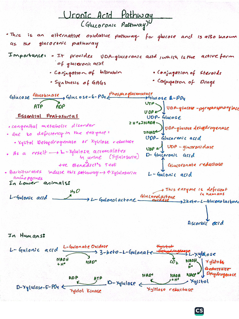 Uronic Acid Pathway | PDF